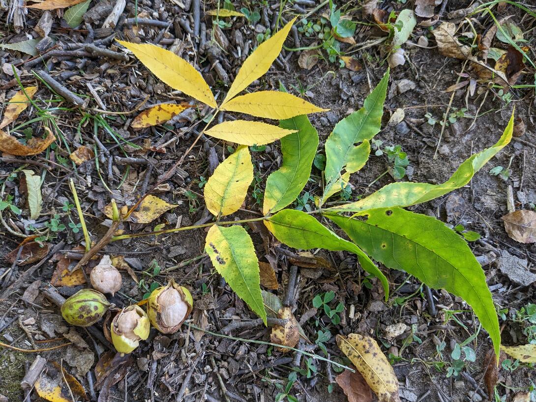 Mockernut Hickory | CMP Tree Selection Tool